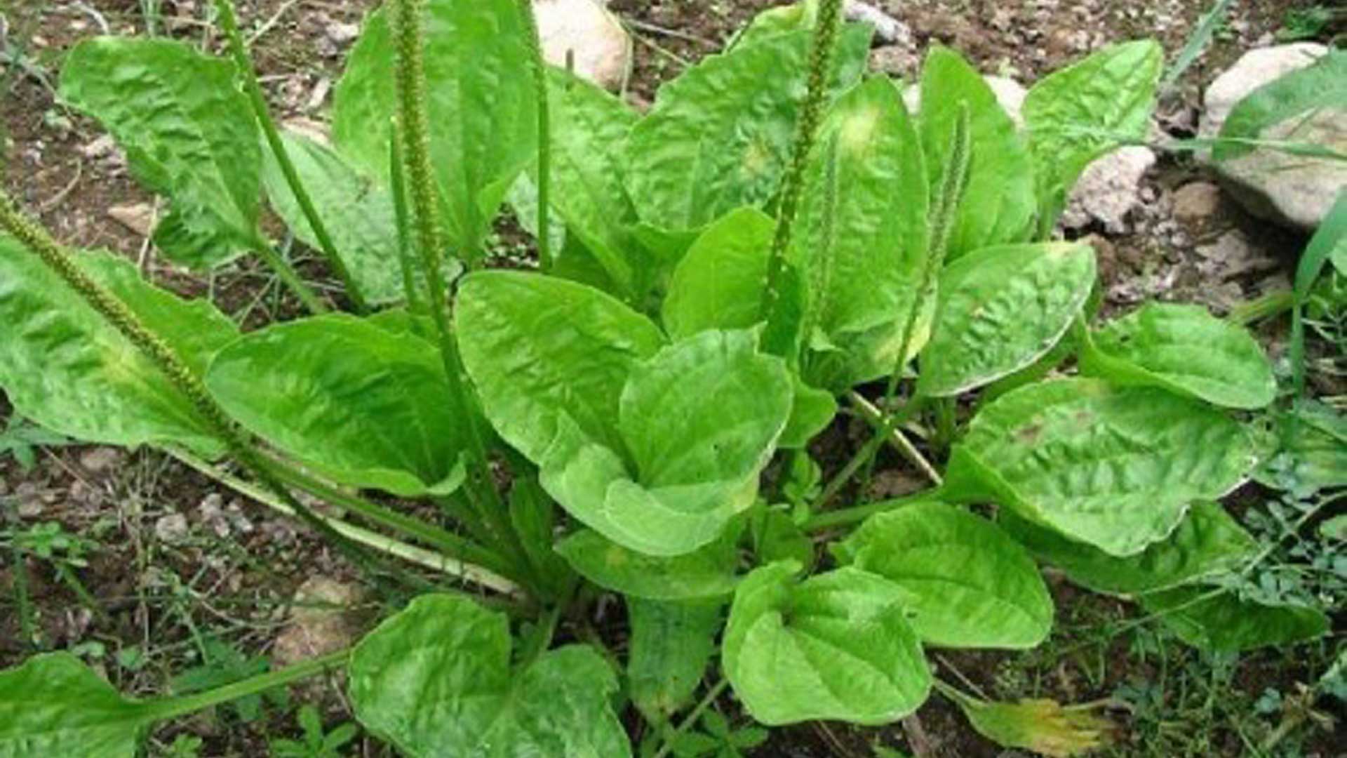 ¡Déjate de tanto llantén! y aprende a usar esta hierba | Bienmesabe