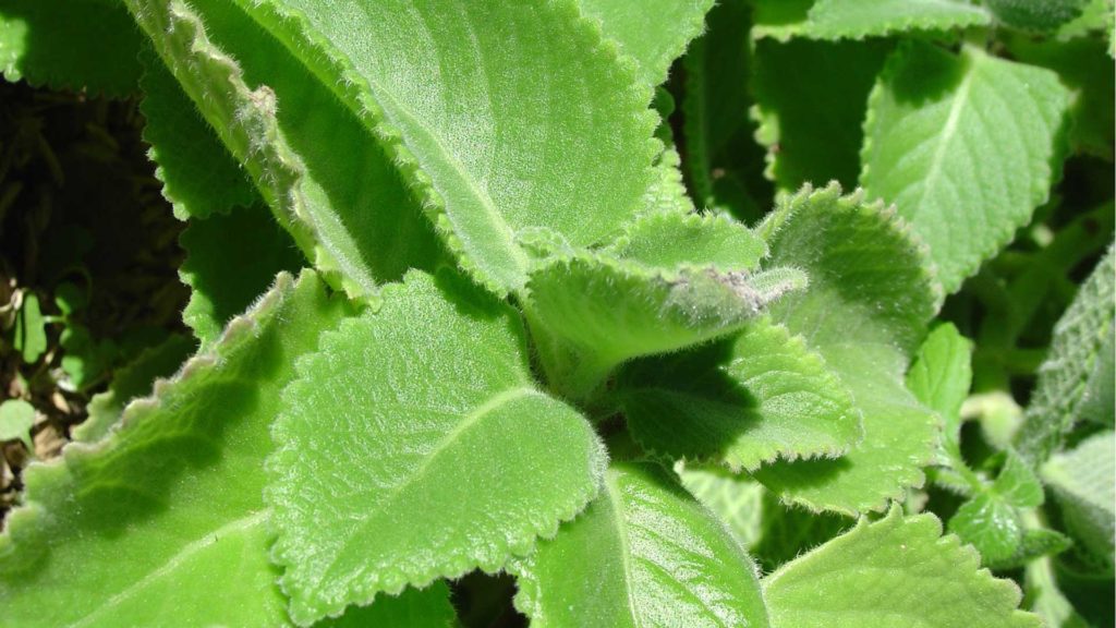 Los múltiples usos del orégano orejón | Bienmesabe