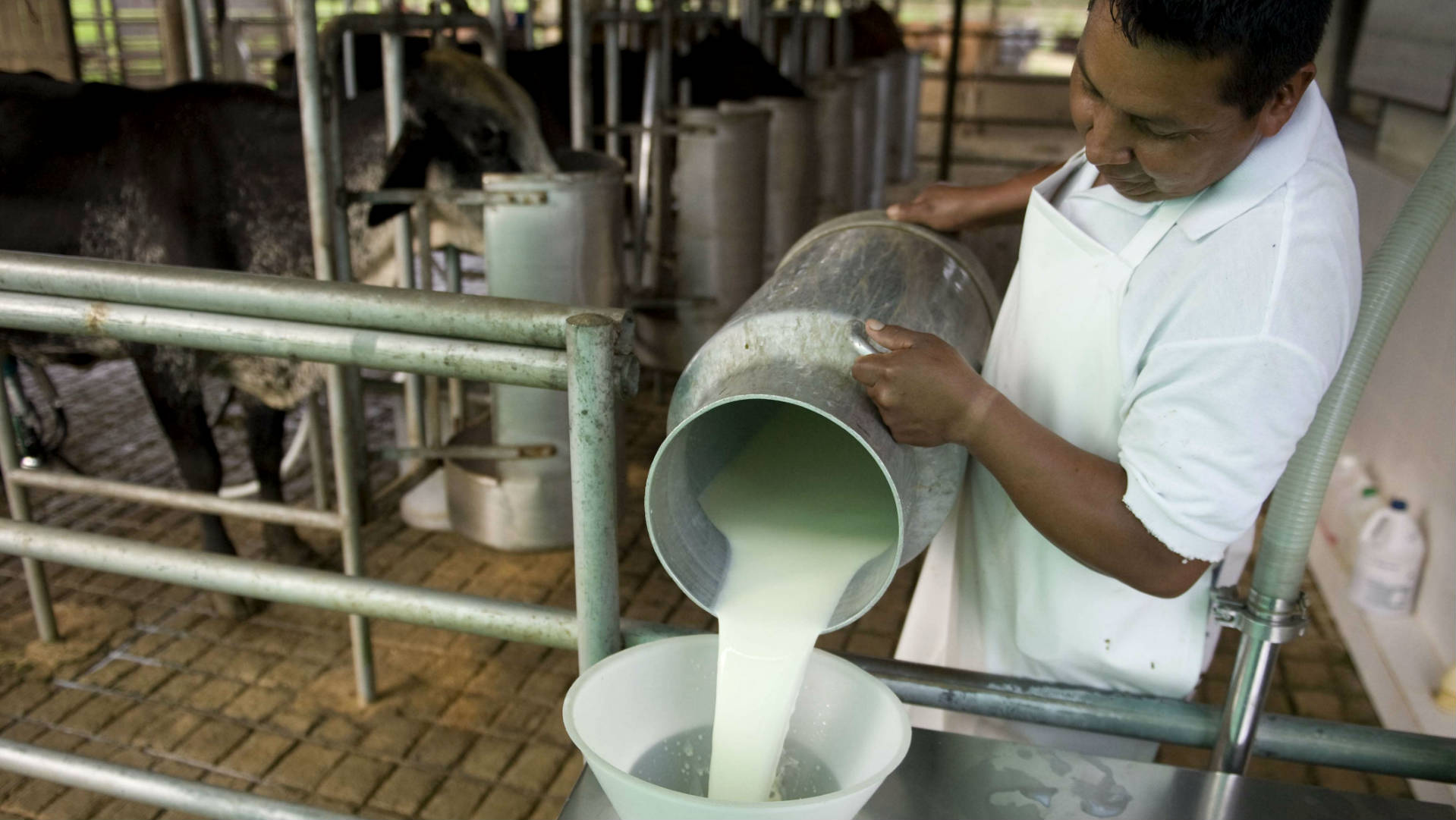 Estos son los nuevos precios de la leche pasteurizada | El Estímulo