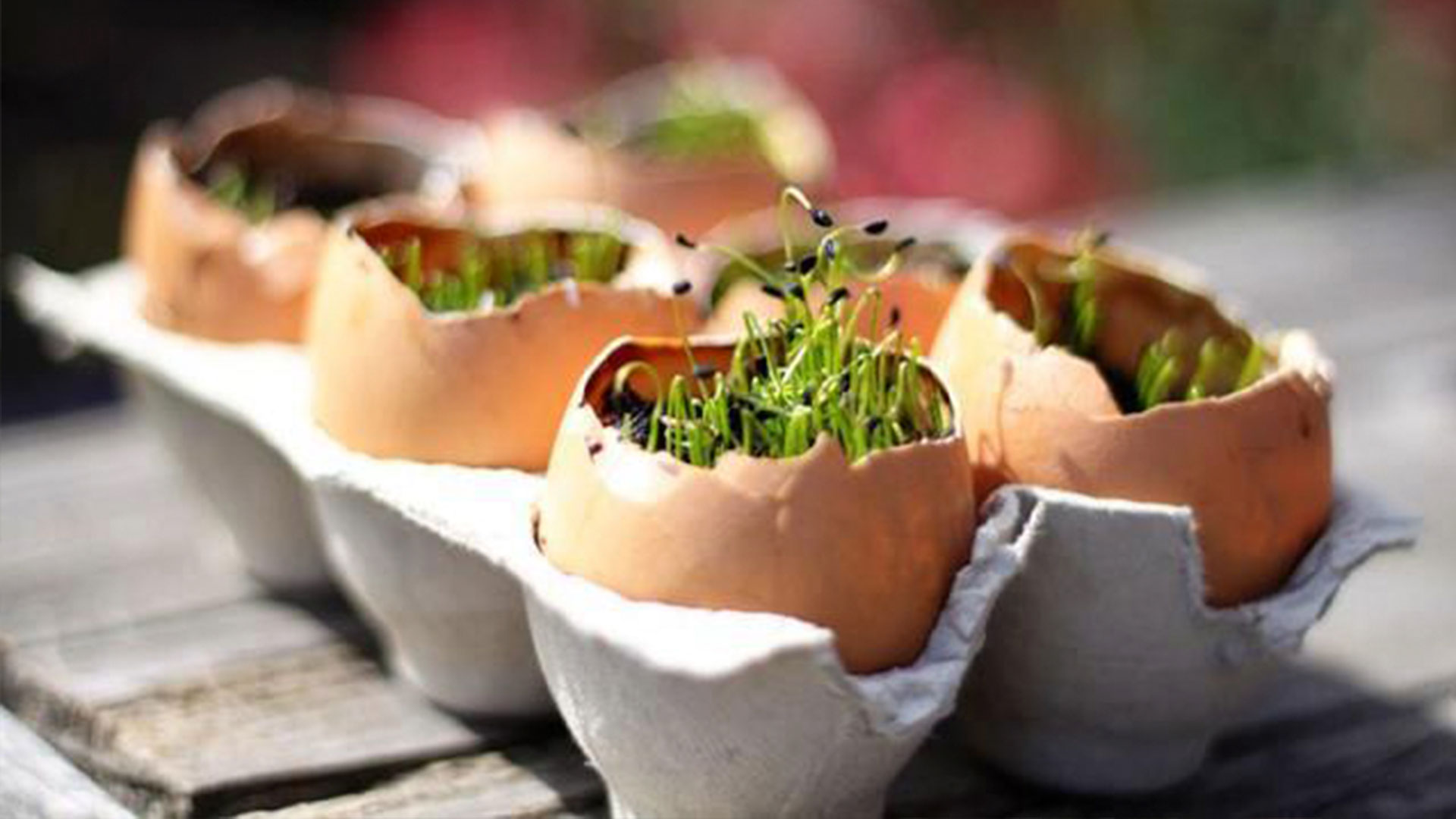 Techos Verdes: nuestro kilómetro cero | Bienmesabe