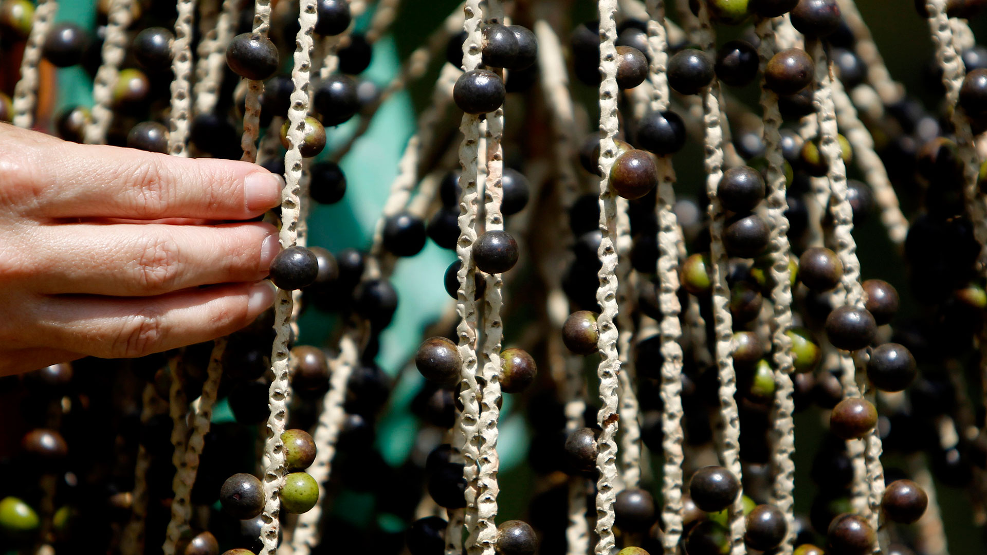 El açaí, la fruta que alimenta a la Amazonía brasileña | Bienmesabe