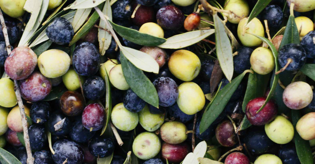 Dos aceitunas españolas compiten por el corazón del desierto | Bienmesabe