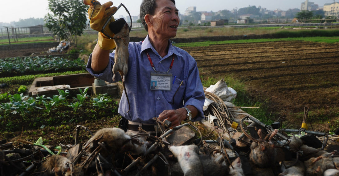 En Vietnam, las ratas pasan de ser una plaga a ingrediente de cocina ...