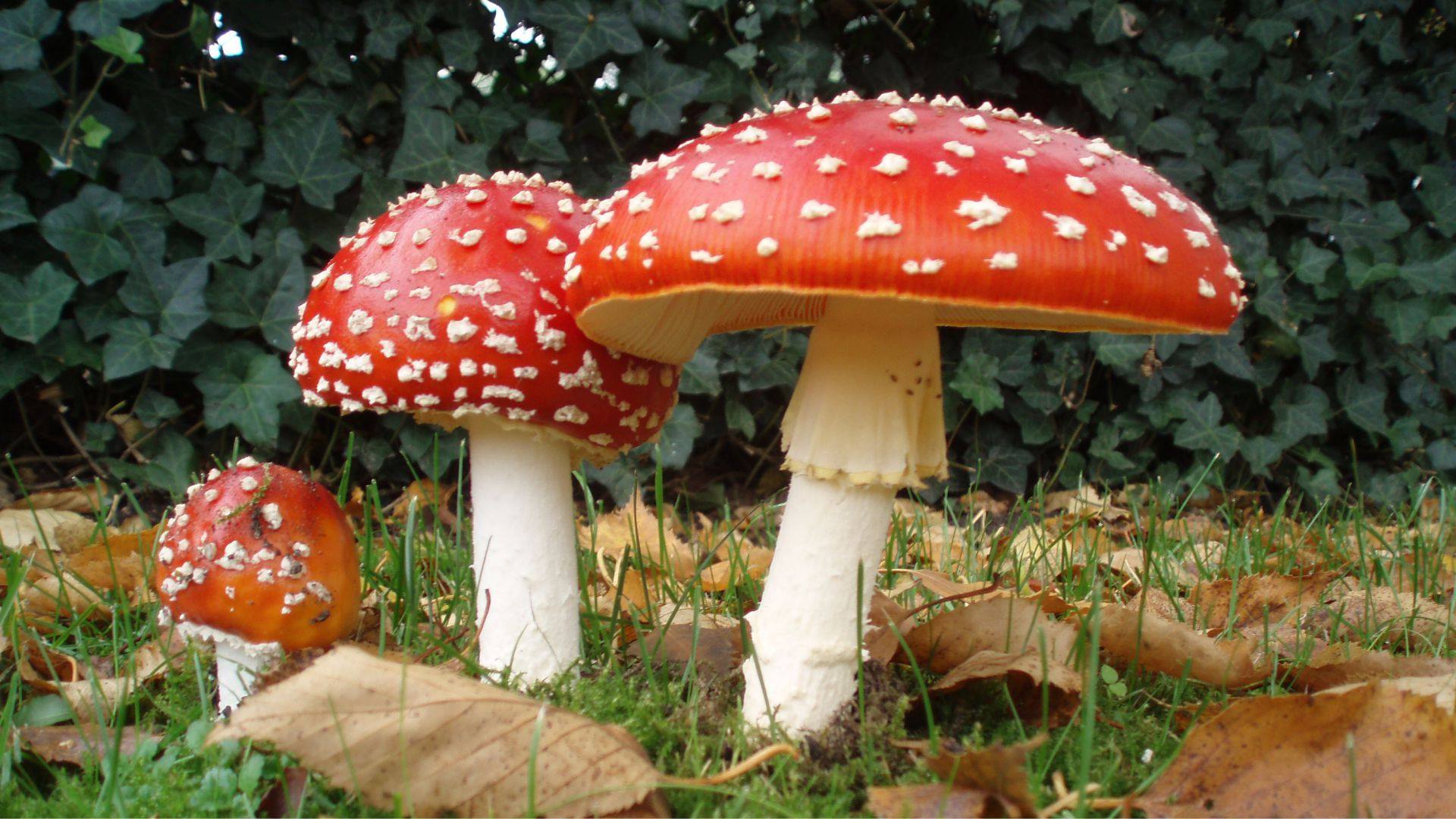 Aparecen hongos mágicos en el Palacio de Buckingham | UB