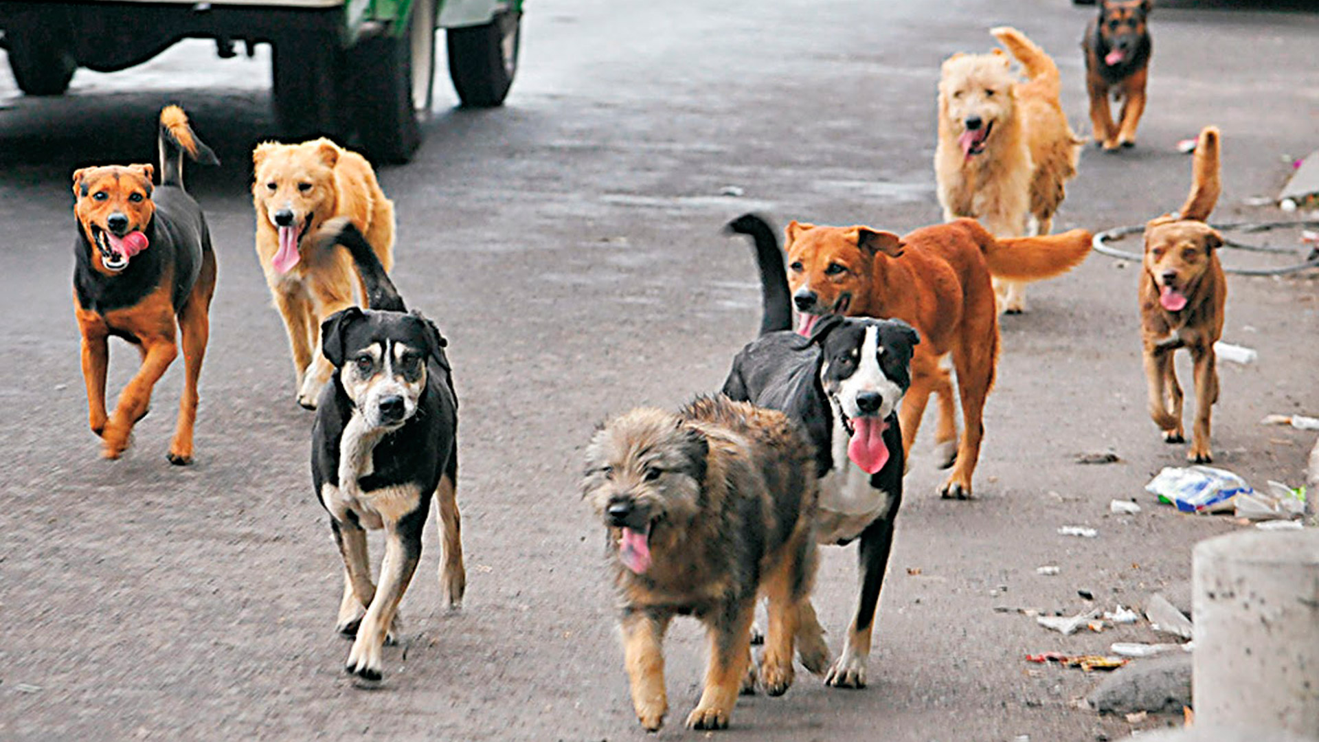 Los primeros perros vinieron del Asia Central, dice nuevo estudio | El ...