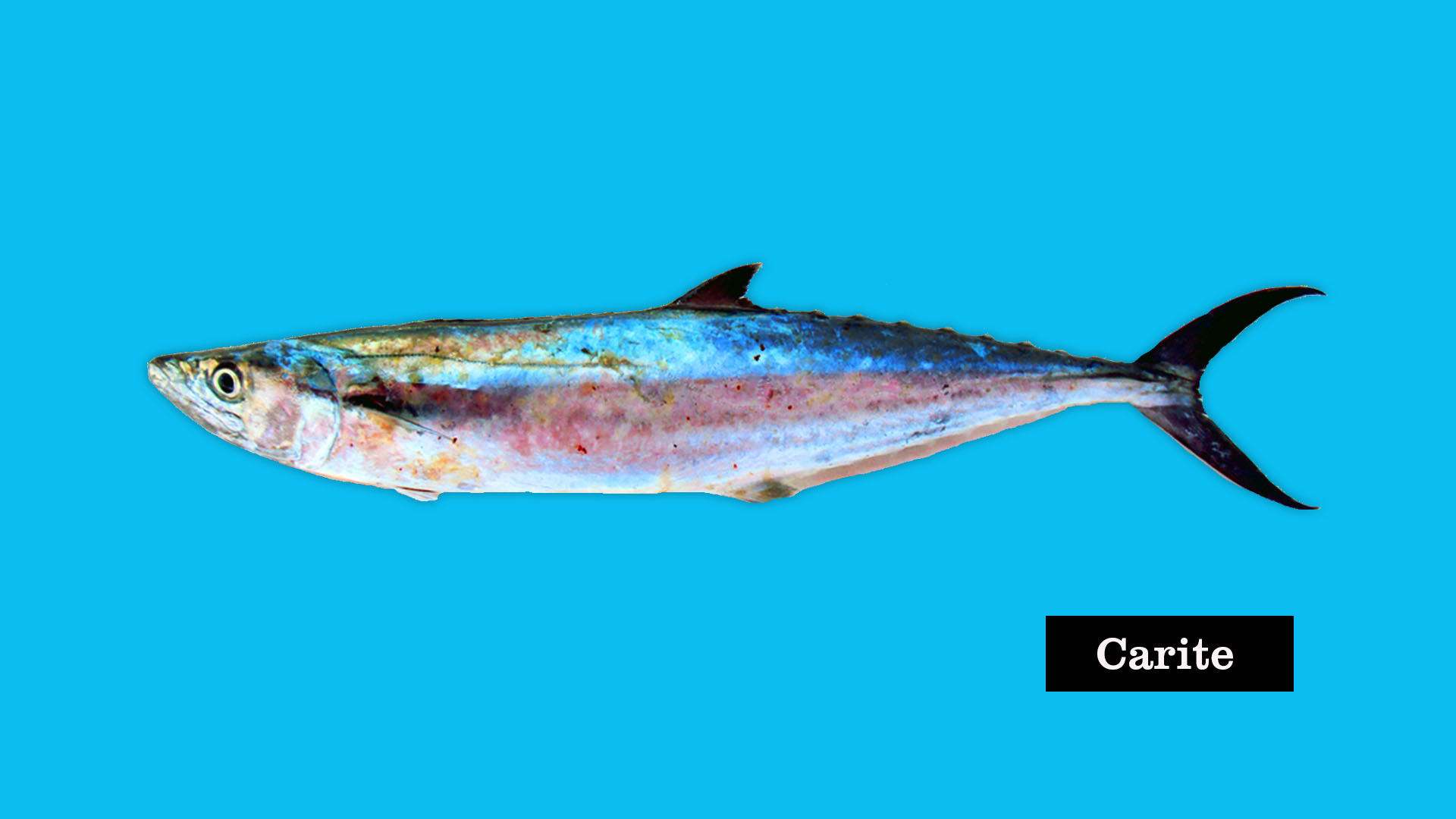 Top 9 de los pescados más comunes en Venezuela