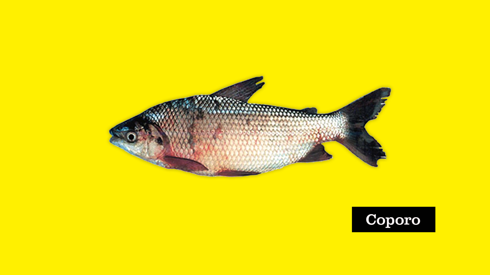 Top 9 de los pescados más comunes en Venezuela