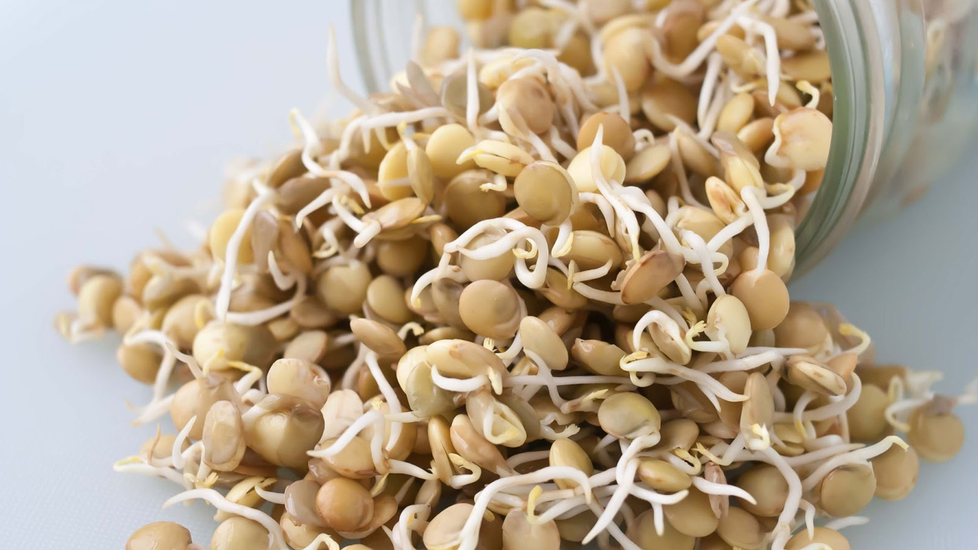 Naturlandia te enseña a hacer germinados | Bienmesabe