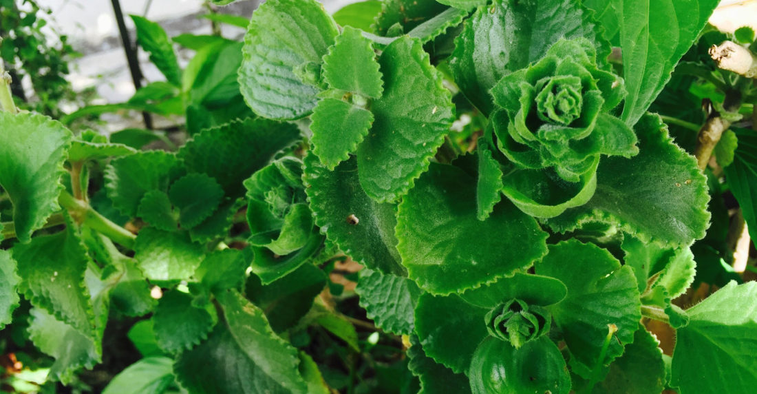 Los múltiples usos del orégano orejón | Bienmesabe