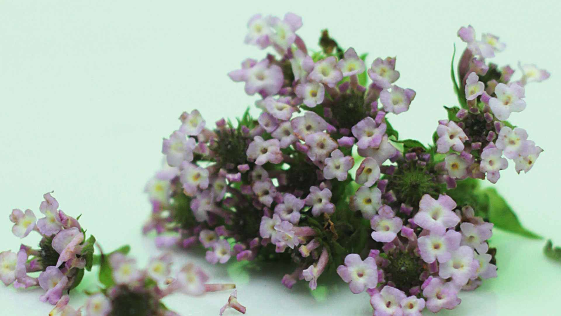 Cariaquito para la buena suerte | Bienmesabe