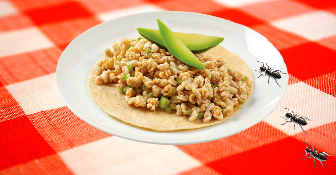 Escamoles: el "caviar mexicano" de huevos de hormiga | Bienmesabe