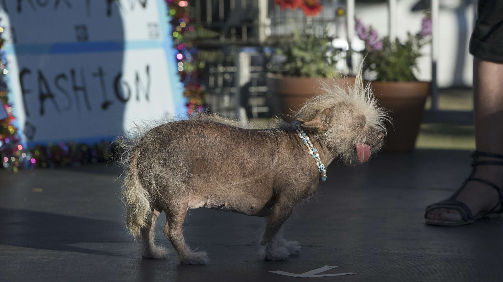 Sweetie Rambo es el perro más feo del mundo | El Estímulo
