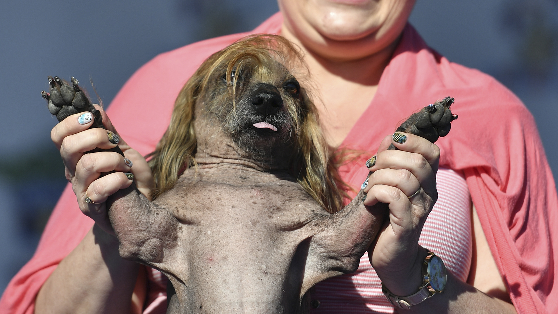 Sweetie Rambo es el perro más feo del mundo | El Estímulo