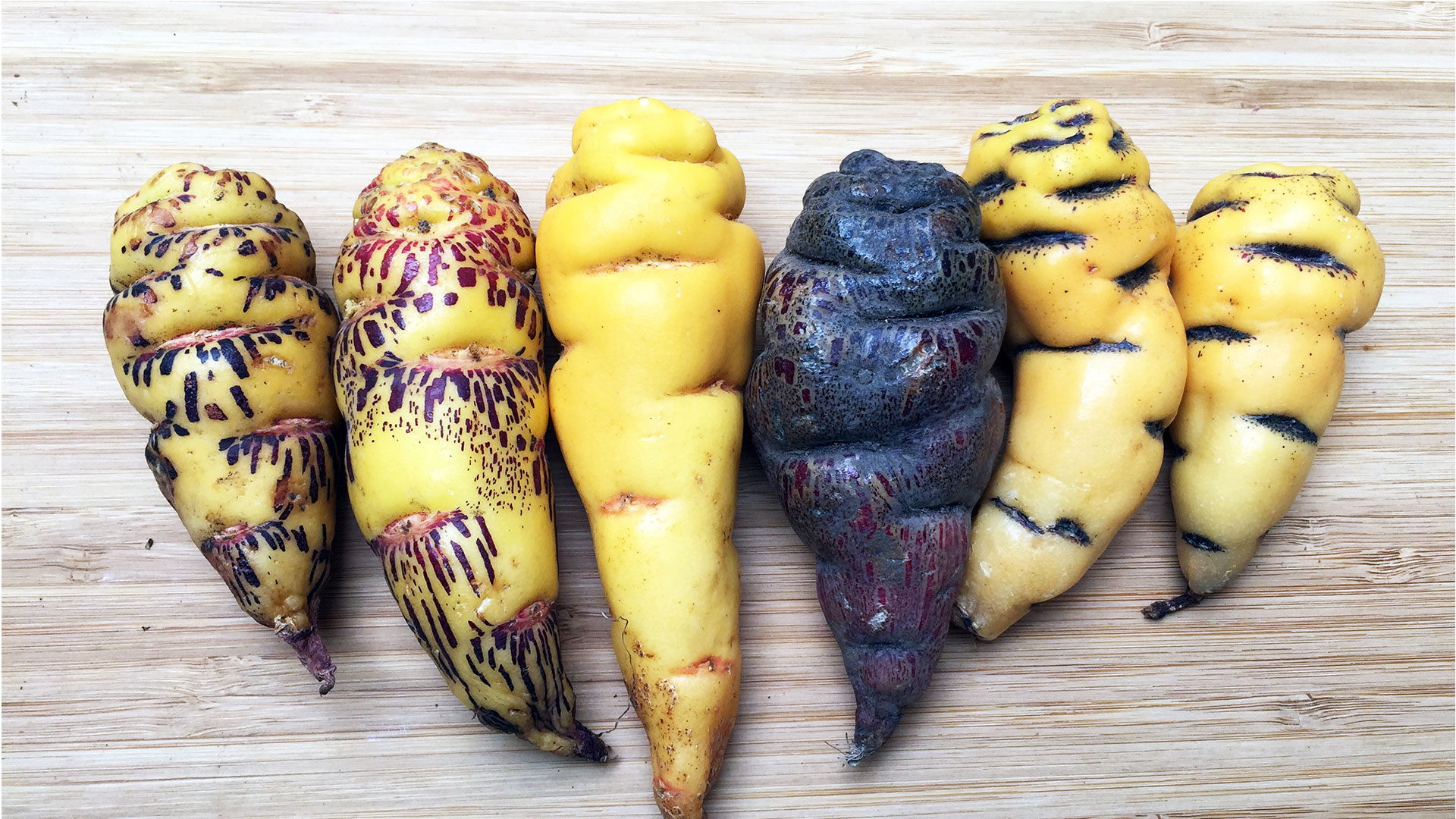 La Mashua (Tropaeolum tuberosum) | Bienmesabe