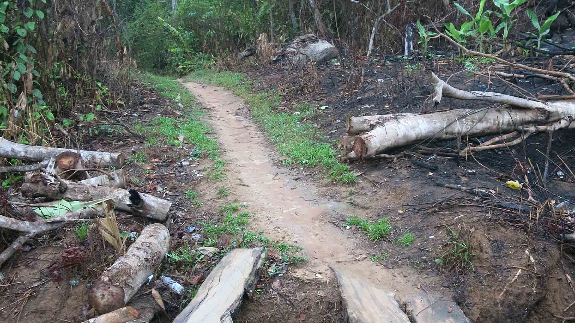 Los sanema: Indígenas que cargan a sus espaldas la depredación del ...