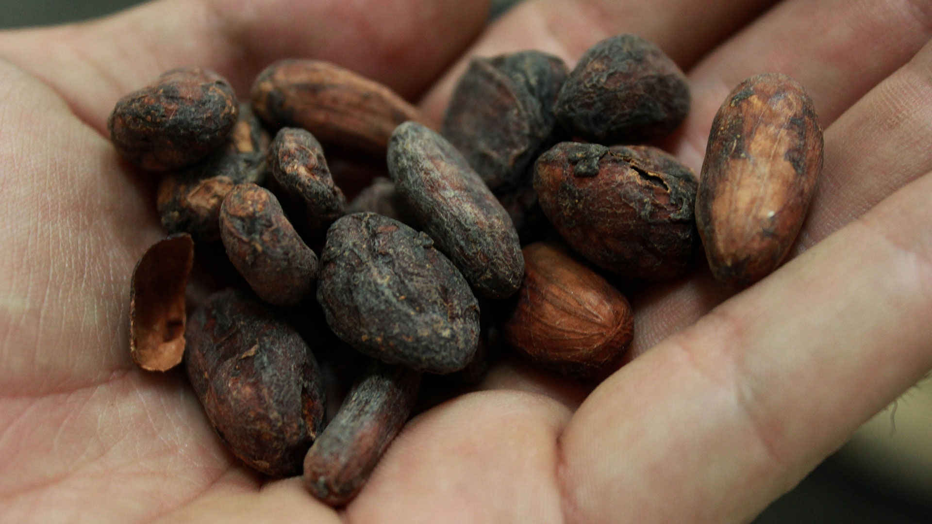 Los protectores del cacao de Chuao | Bienmesabe