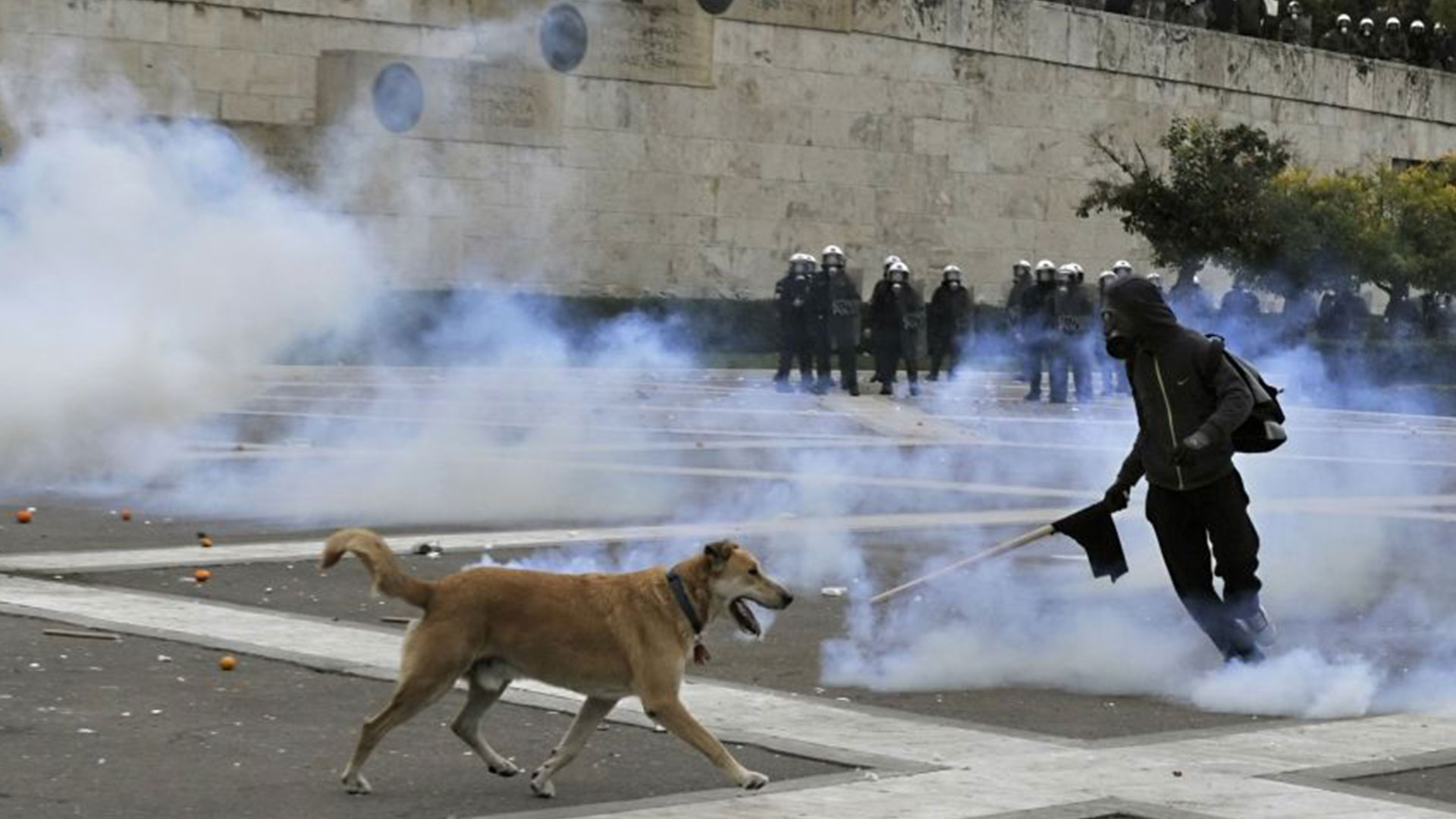 ¿Qué hacer si tu mascota se expone a gas lacrimógeno? | Bienmesabe