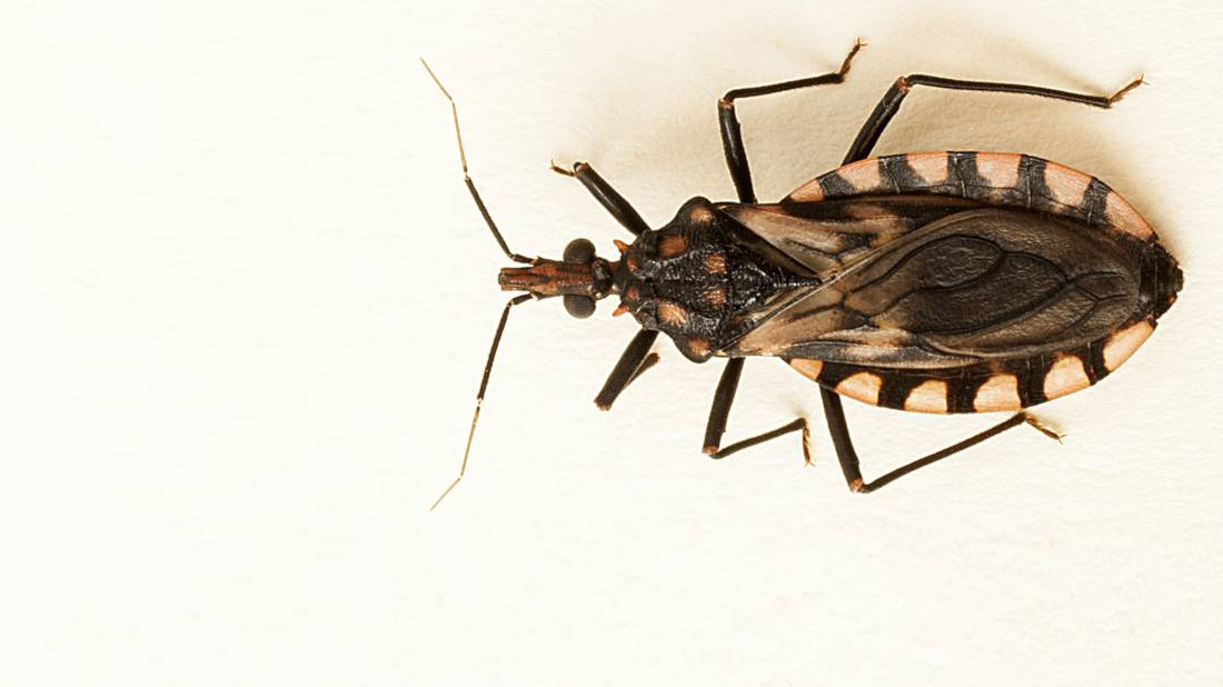 INFOGRAFÍA | ¿Cómo identificar el mal de Chagas? | El Estímulo