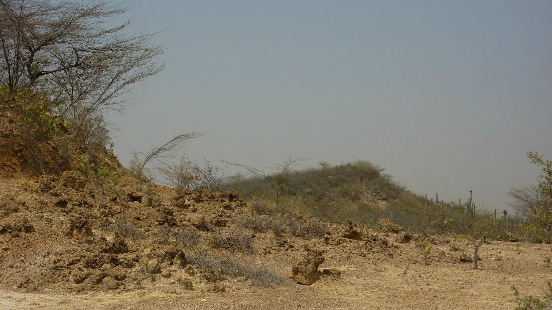 FOTOS|Hallan fósiles de perezosos extintos en el estado Falcón | El ...