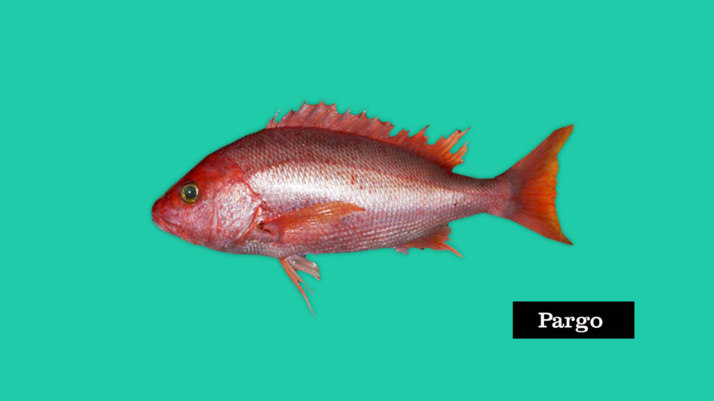 Top 9 de los pescados más comunes en Venezuela