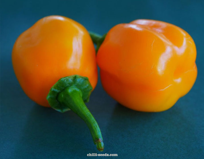 Pedro Castillo, el embajador del ají jobito | Bienmesabe