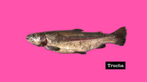 Top 9 de los pescados más comunes en Venezuela