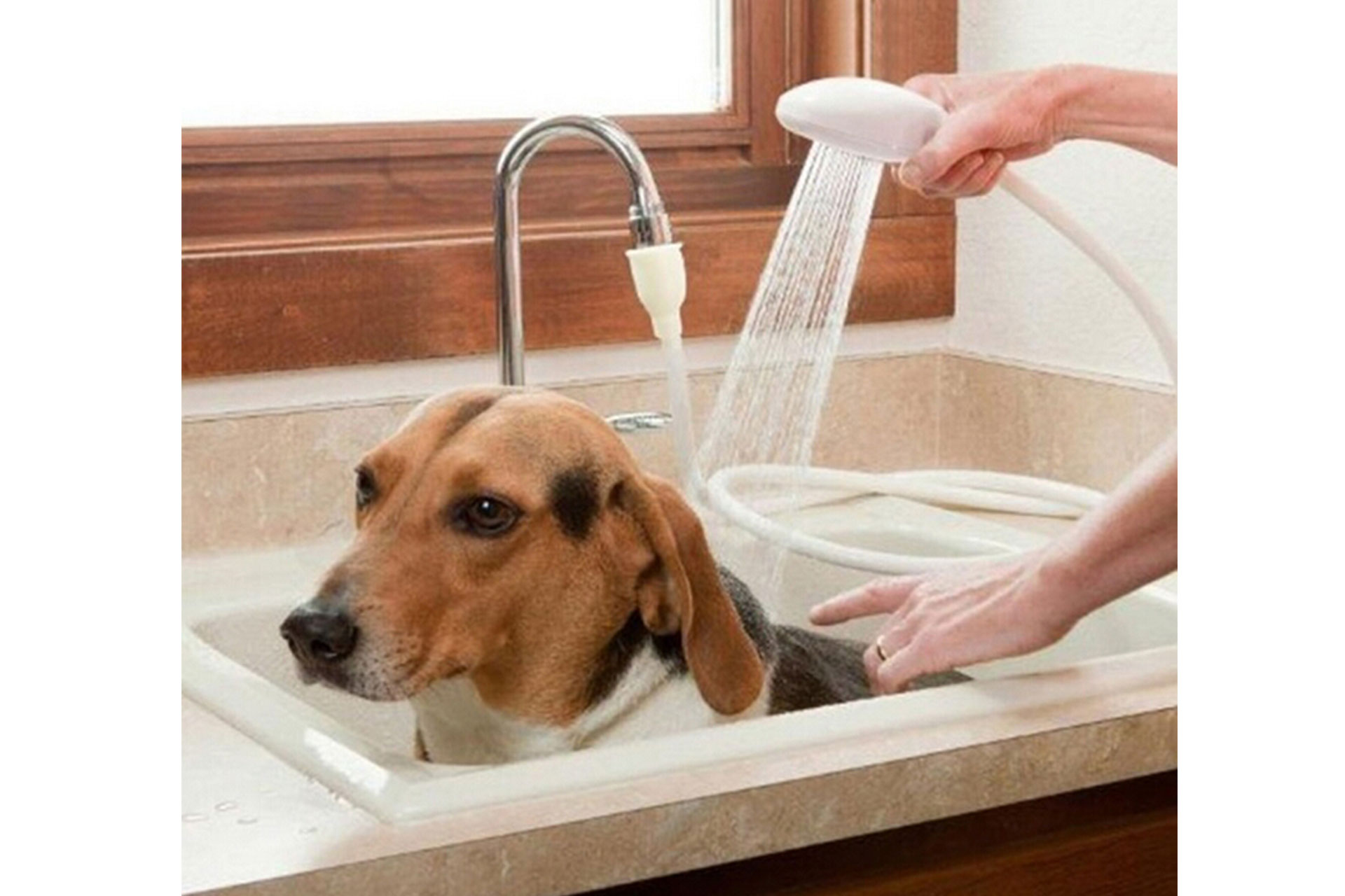 ¿Qué hacer si tu mascota se expone a gas lacrimógeno? | Bienmesabe