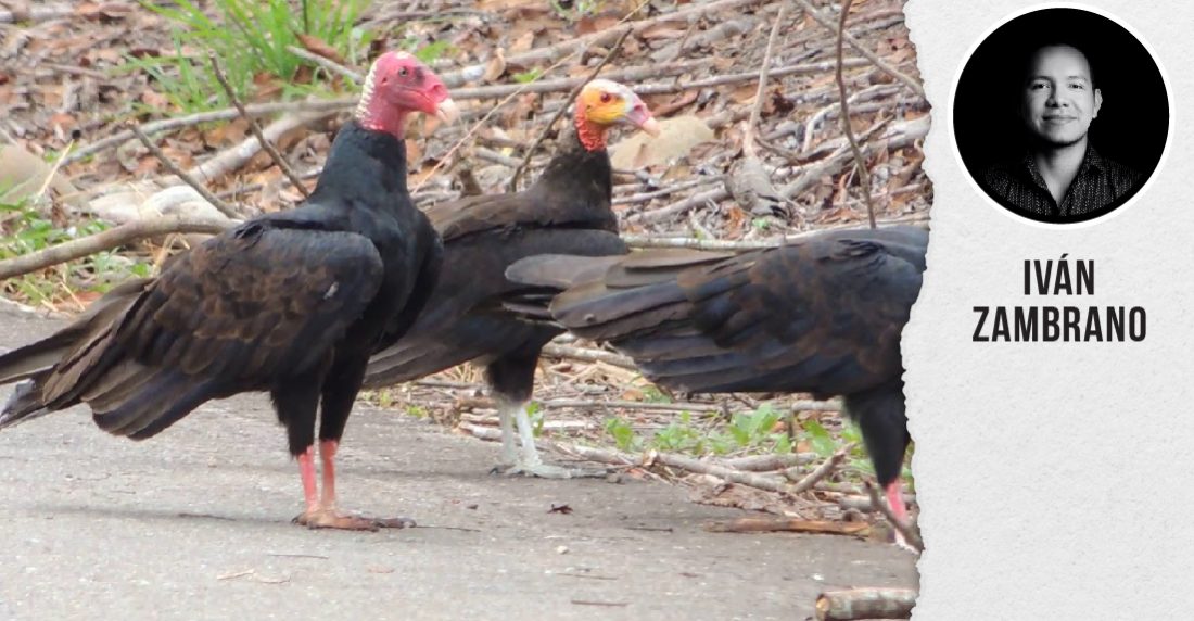 Cuentos de zamuros: de que vuelan, vuelan | El Estímulo