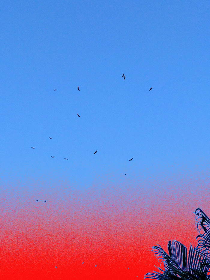 Cuentos de zamuros: de que vuelan, vuelan | El Estímulo