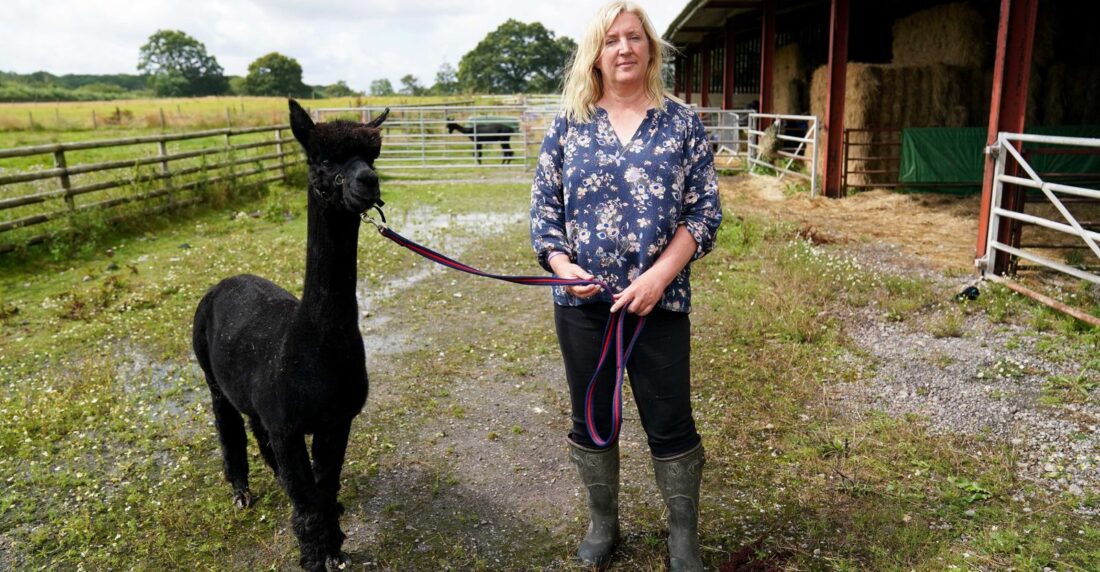 La alpaca Gerónimo finalmente fue sacrificada | El Estímulo