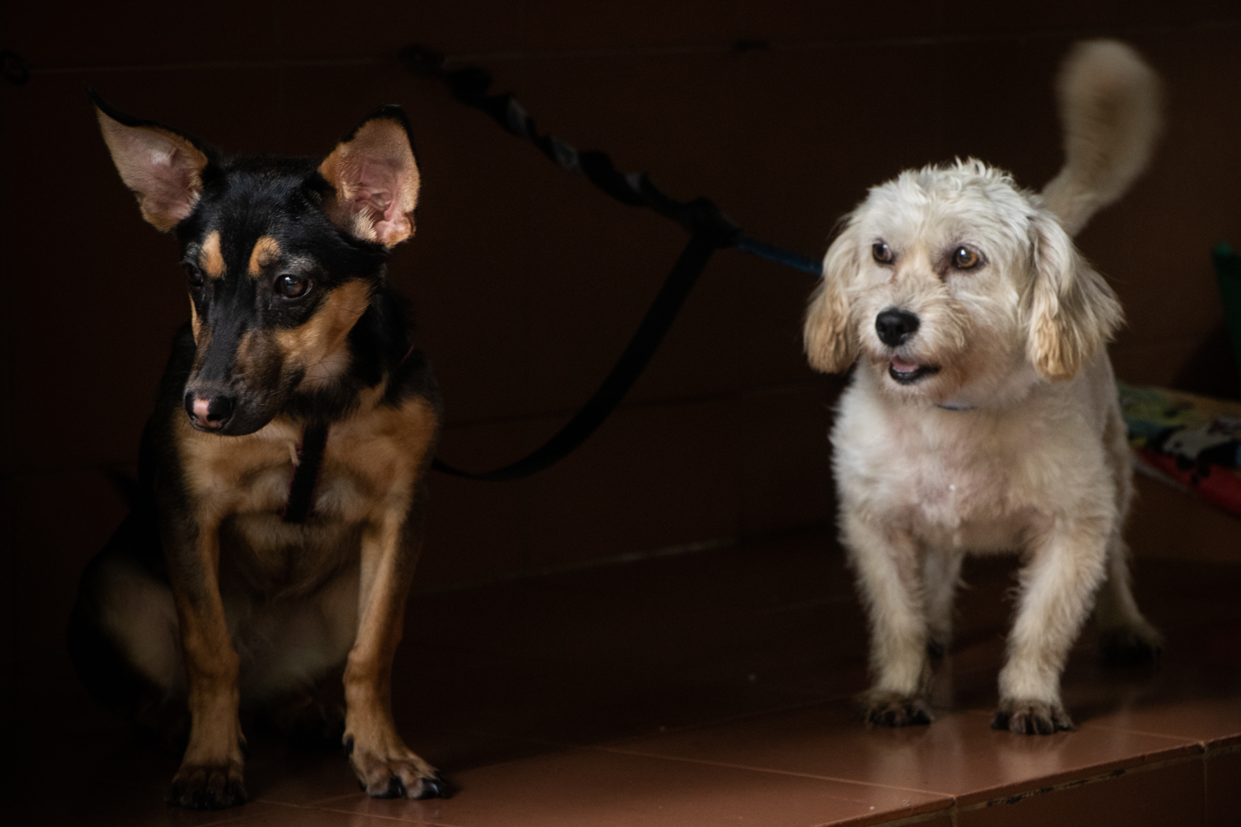 Refugio de Perros El Valle: Adoptando a un amigo | El Estímulo