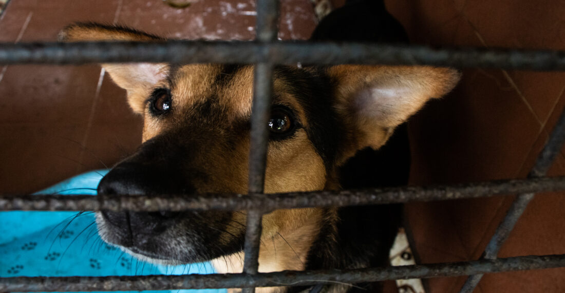Refugio de Perros El Valle: Adoptando a un amigo | El Estímulo