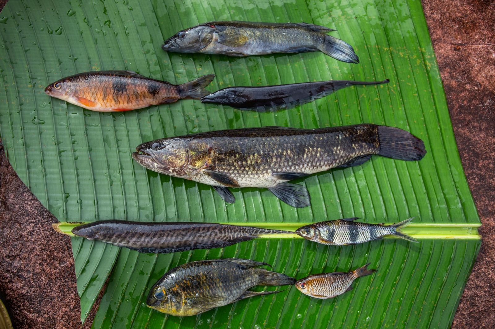 El fuego pemón: el libro de Lucy Quero que revela los sabores de ese pueblo