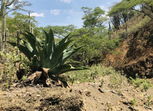 Saroche: el nuevo cocuy premium del mercado venezolano | Bienmesabe