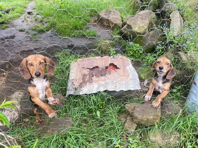 La venta de perros nevados en el Páramo: un problema que requiere ...