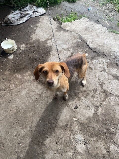 La venta de perros nevados en el Páramo: un problema que requiere ...