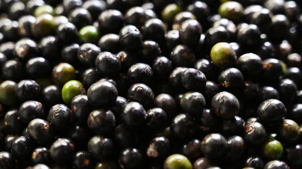 ¿Qué es la manaca o açaí? Conoce más sobre este espectacular fruto ...