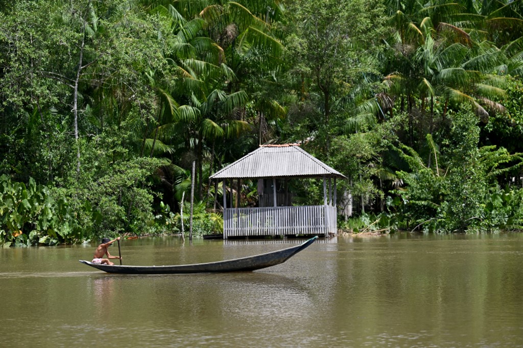 ¿Qué es la manaca o açaí? Conoce más sobre este espectacular fruto ...