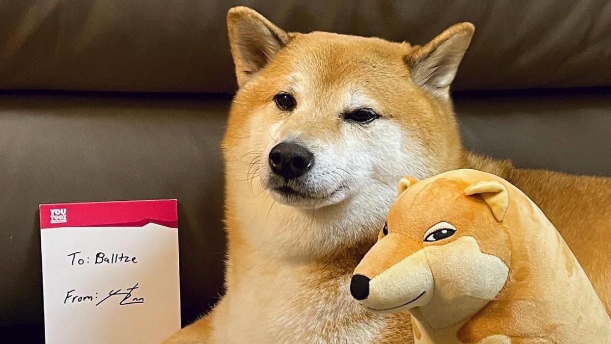 Murió Cheems, el icónico perrito meme y así lo despiden en redes ...