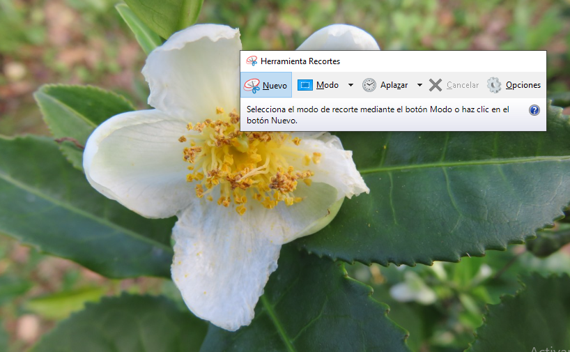 ¿Té e infusión es lo mismo? Una flor hace la diferencia | Bienmesabe
