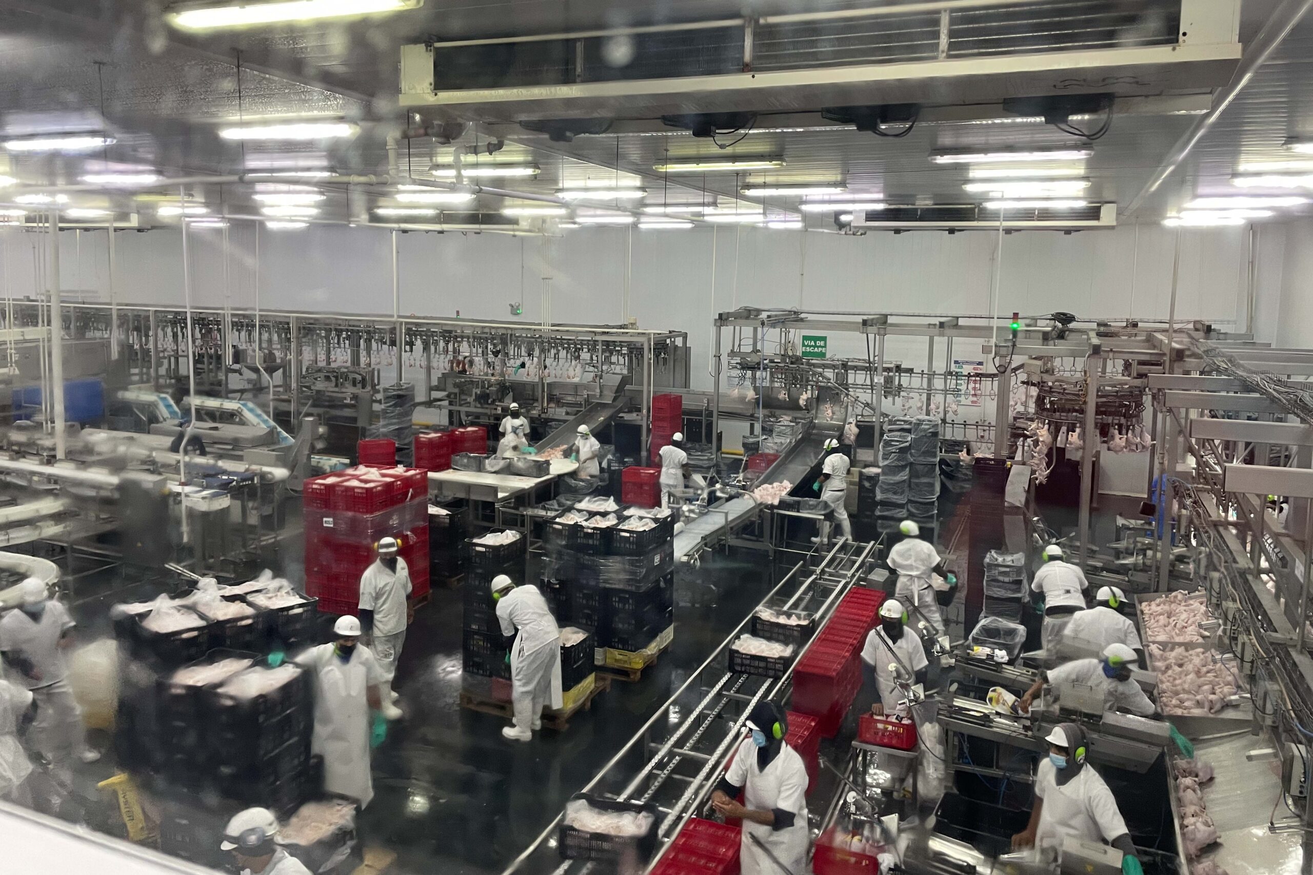 Purolomo: así se procesan los pollos y embutidos que llegan a la mesa ...