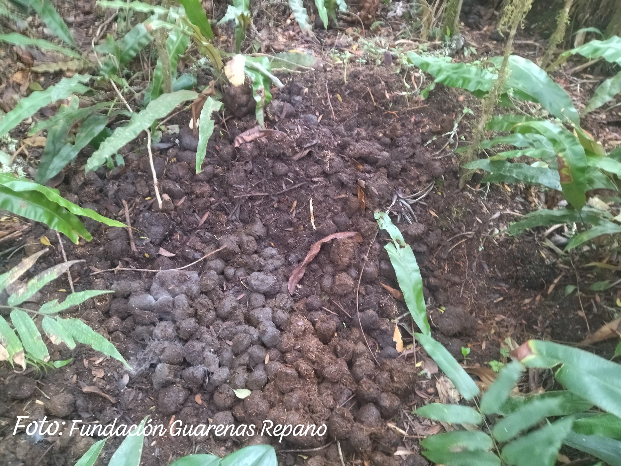 Danta en El Ávila: el proyecto que busca proteger y evitar la extinción ...