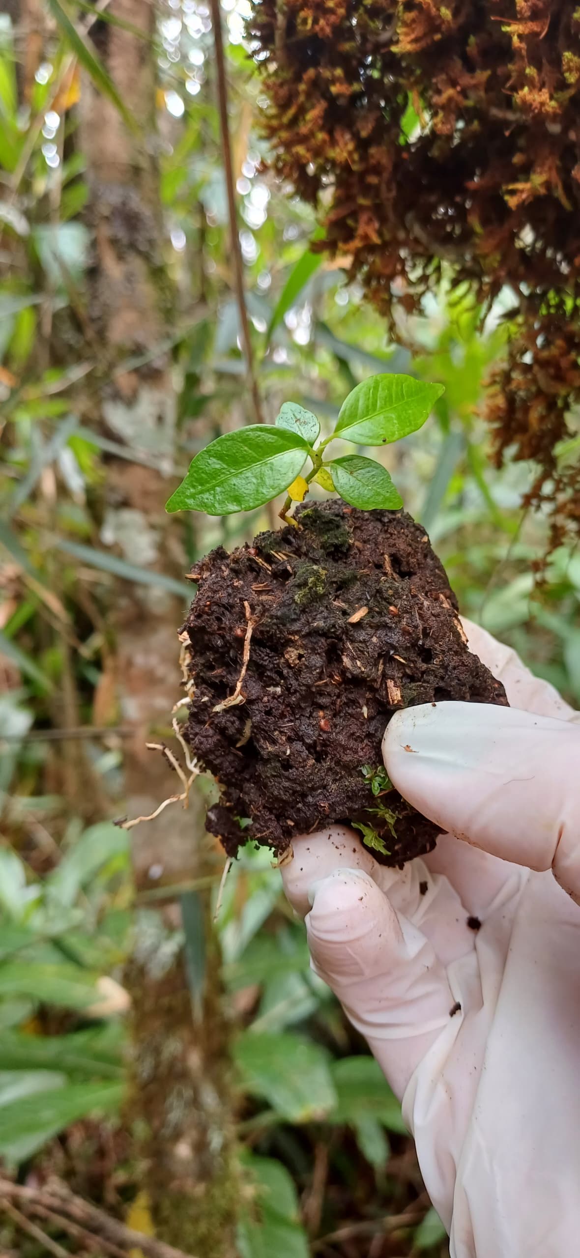 Danta en El Ávila: el proyecto que busca proteger y evitar la extinción ...