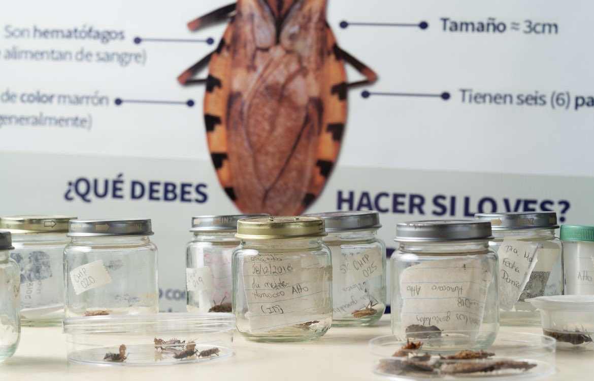 Avistamientos de chipos en Caracas: ¿qué hacer y a dónde llevarlos?