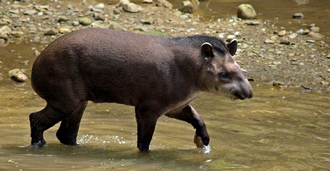 Danta en El Ávila: el proyecto que busca proteger y evitar la extinción ...