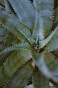 La sábila o aloe vera: los muchos beneficios y algunos riesgos de ...