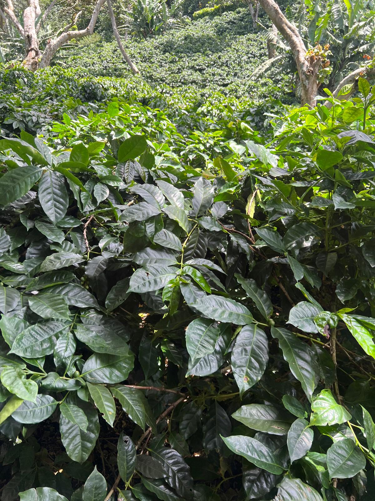 Geisha de Panamá: así se cultiva el café más caro del mundo | Bienmesabe