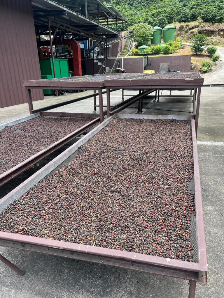 Geisha de Panamá: así se cultiva el café más caro del mundo | Bienmesabe