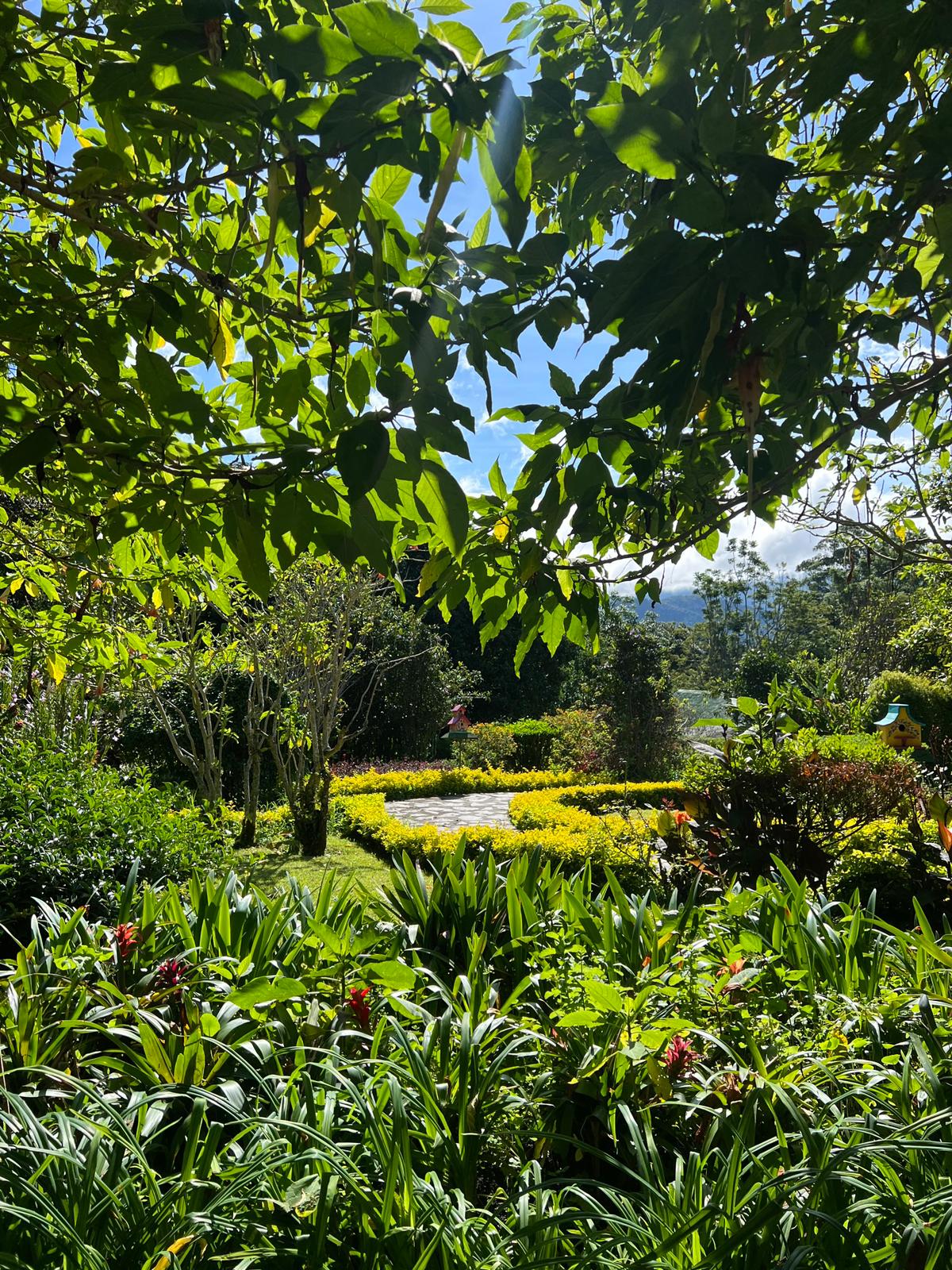 Geisha de Panamá: así se cultiva el café más caro del mundo | Bienmesabe