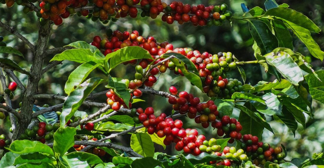 Geisha de Panamá: así se cultiva el café más caro del mundo | Bienmesabe